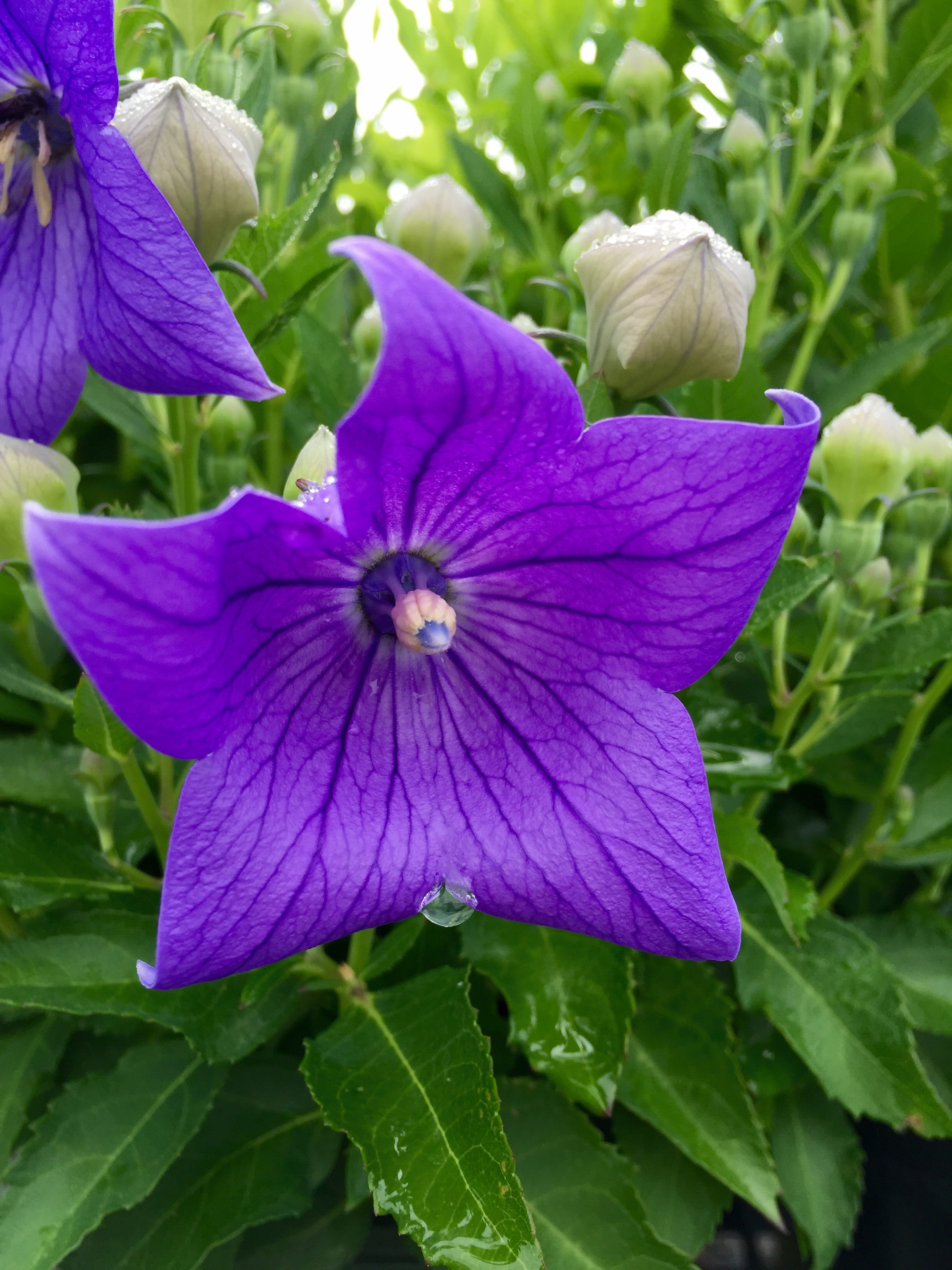 Balloon Flowers Pell Family Farm